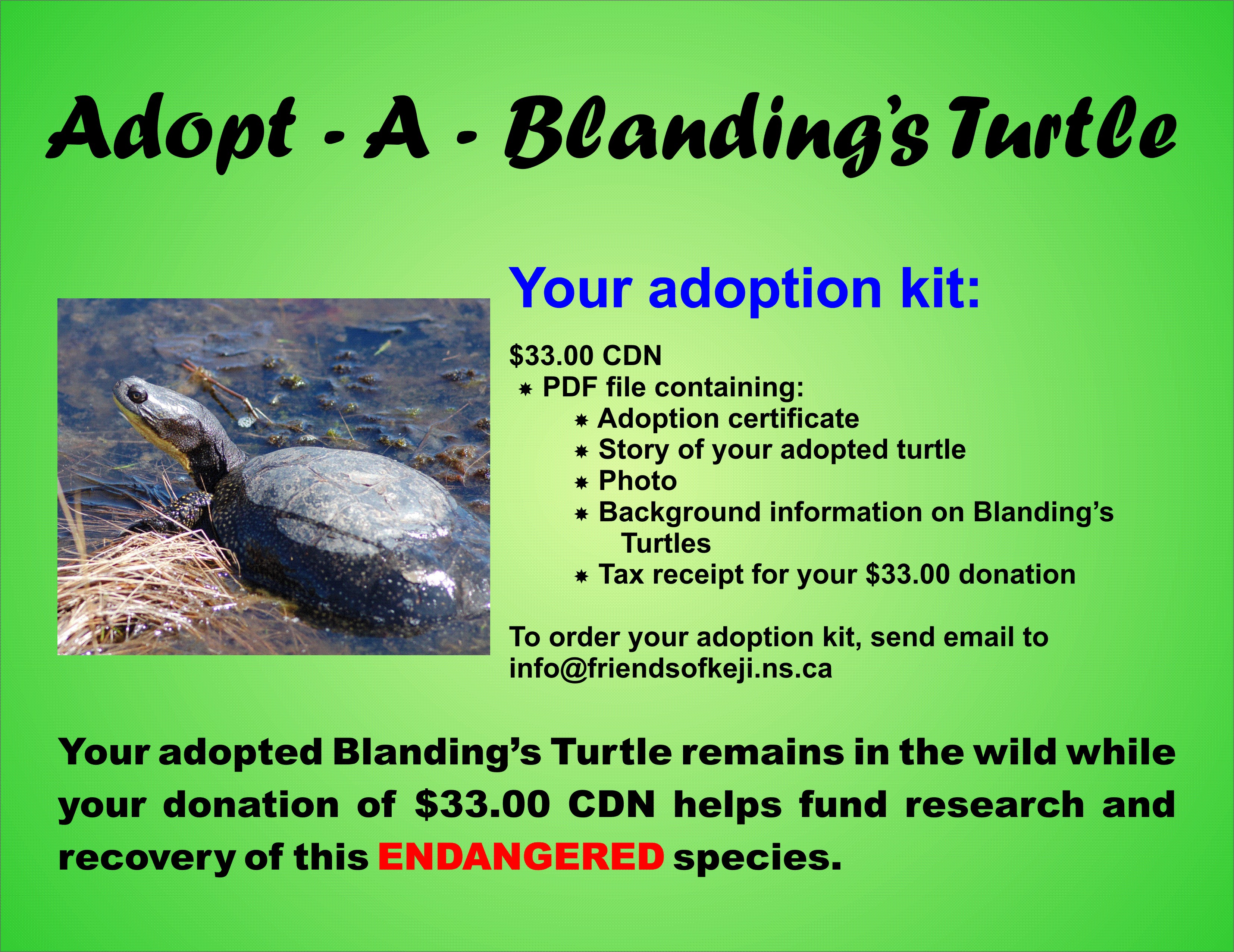 Adopt a Turtle
